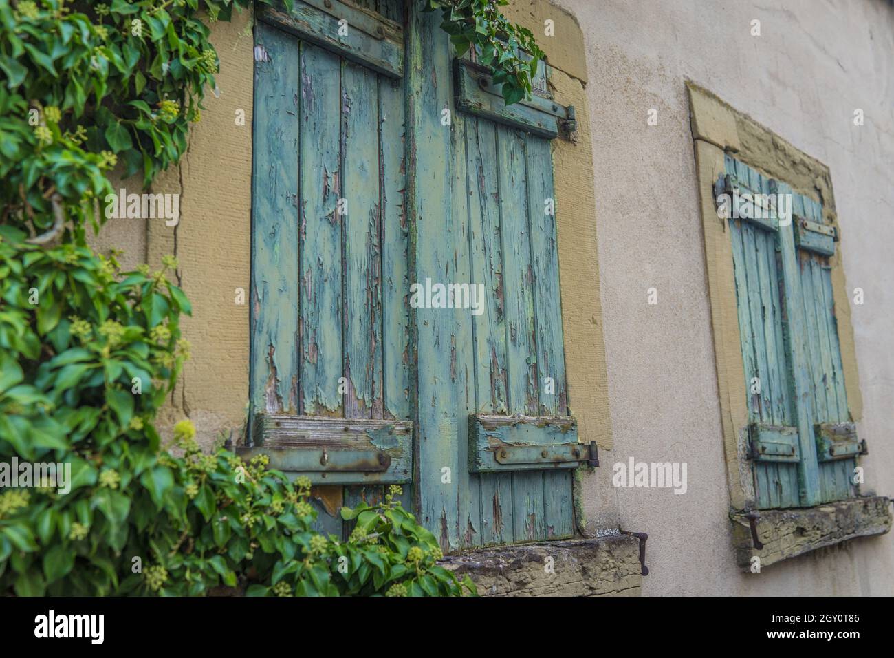 Old wooden window closed shutters on the wall overgrown with dense ...