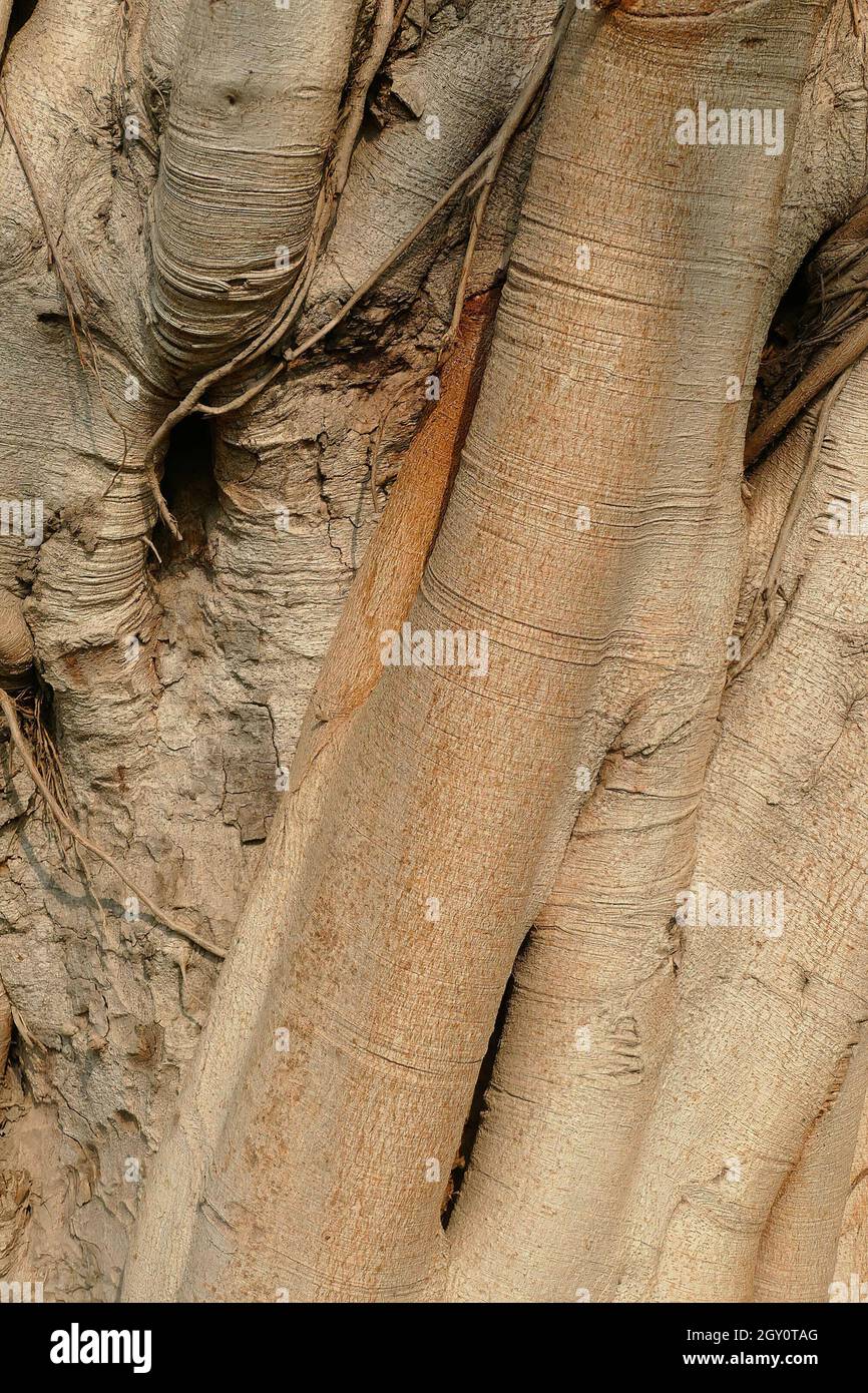 Fig tree roots long hi-res stock photography and images - Alamy