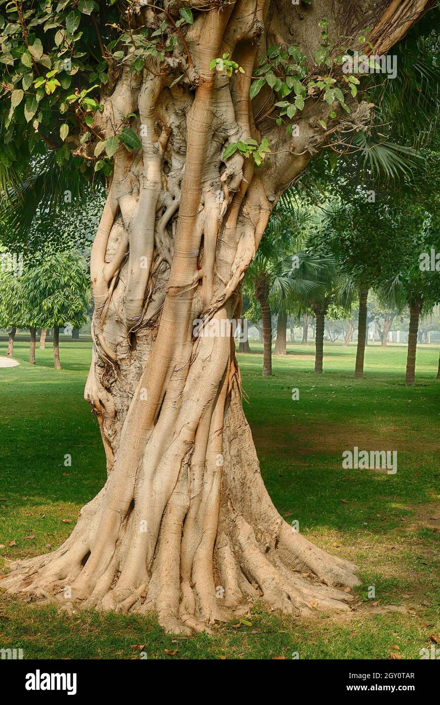 Fig tree roots long hi-res stock photography and images - Alamy