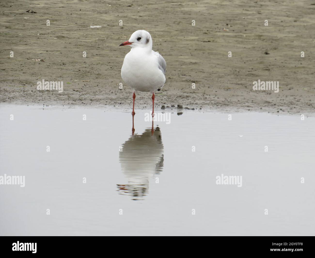 Closeup shot of a seagull Stock Photo - Alamy
