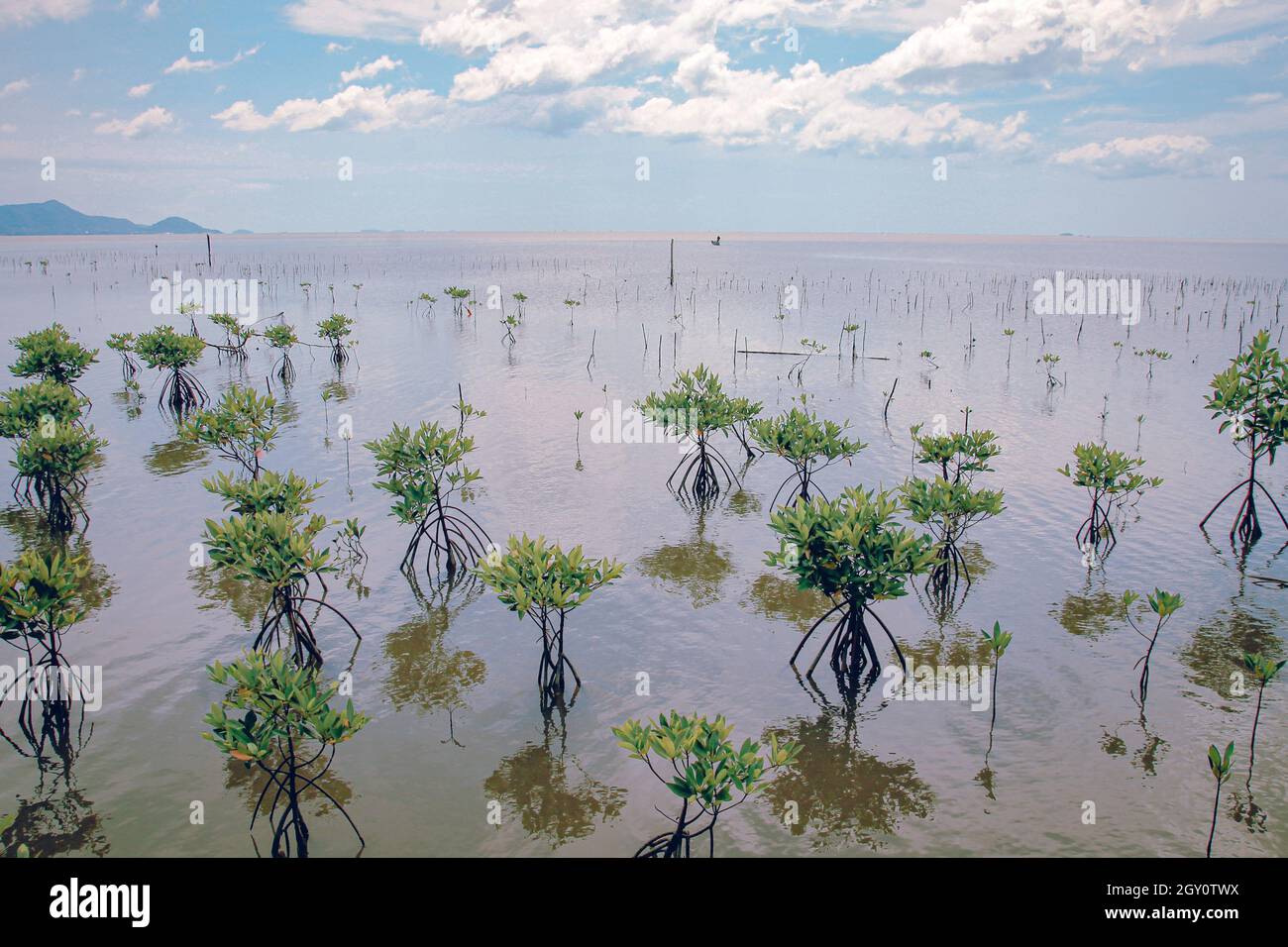 Closeup shot of Mangrove tree saplings planted in the forest of ...