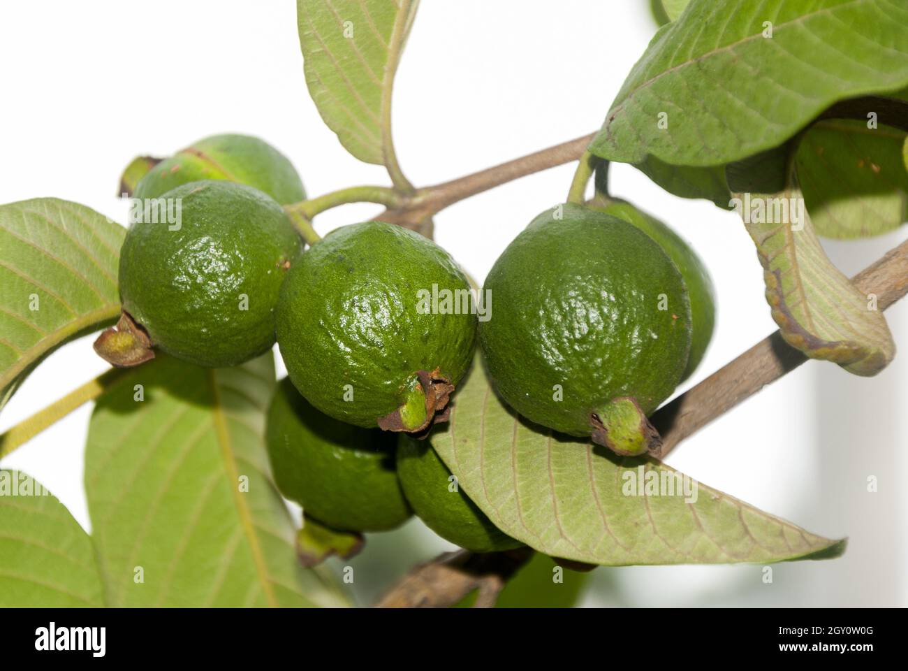 Green guava on branch, organic fruit in Guatemala garden. Psidium ...