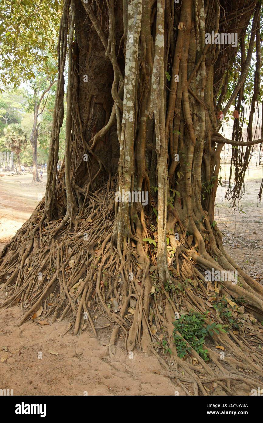 Fig tree roots long hi-res stock photography and images - Alamy