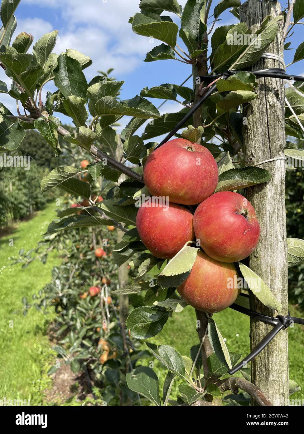 Low angle shot of apples hanging from a tree in a garden Stock Photo ...