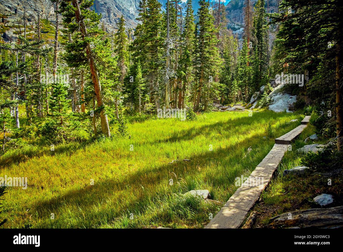Narrow hiking path of logs through field of pine trees Stock Photo - Alamy