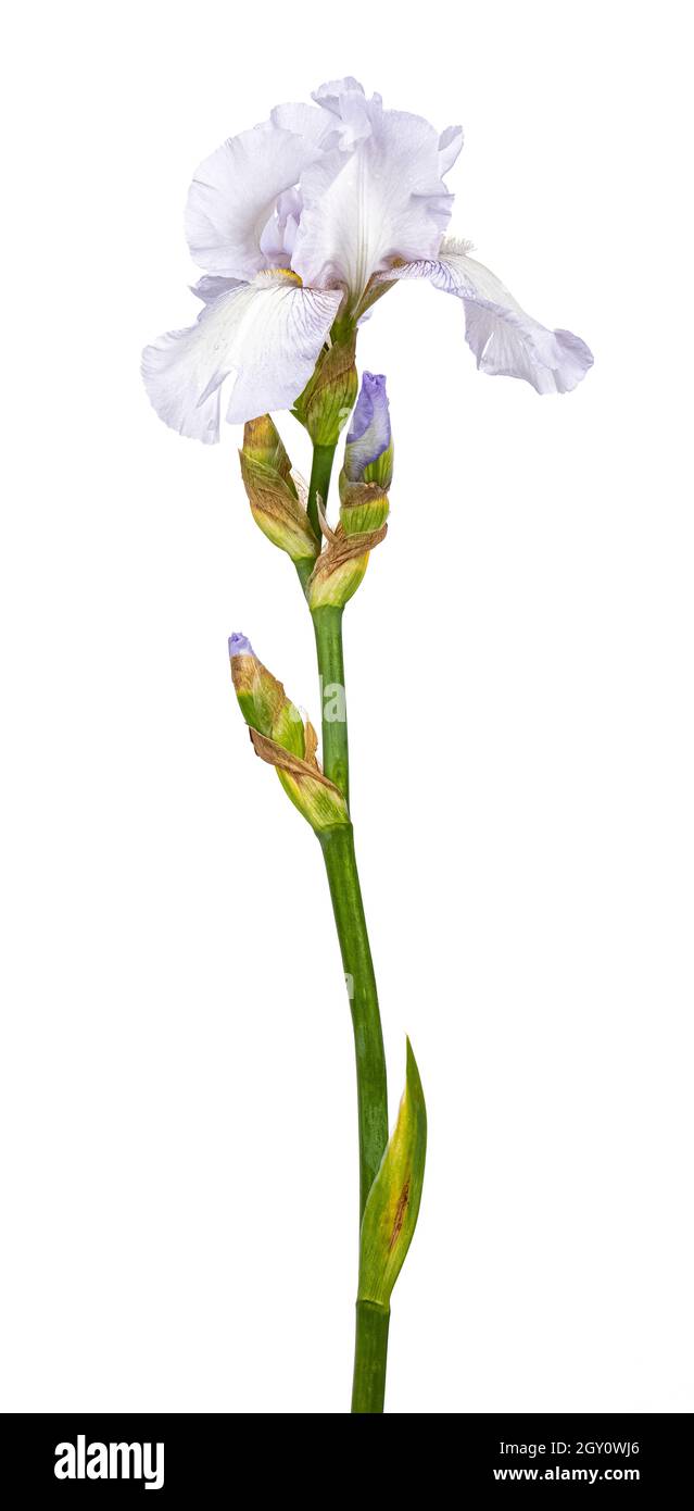 Side view of blooming Iris flower, isolated on white background Stock ...