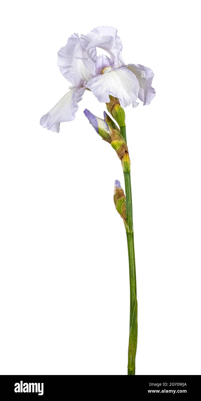 Side view of blooming Iris flower, isolated on white background Stock ...
