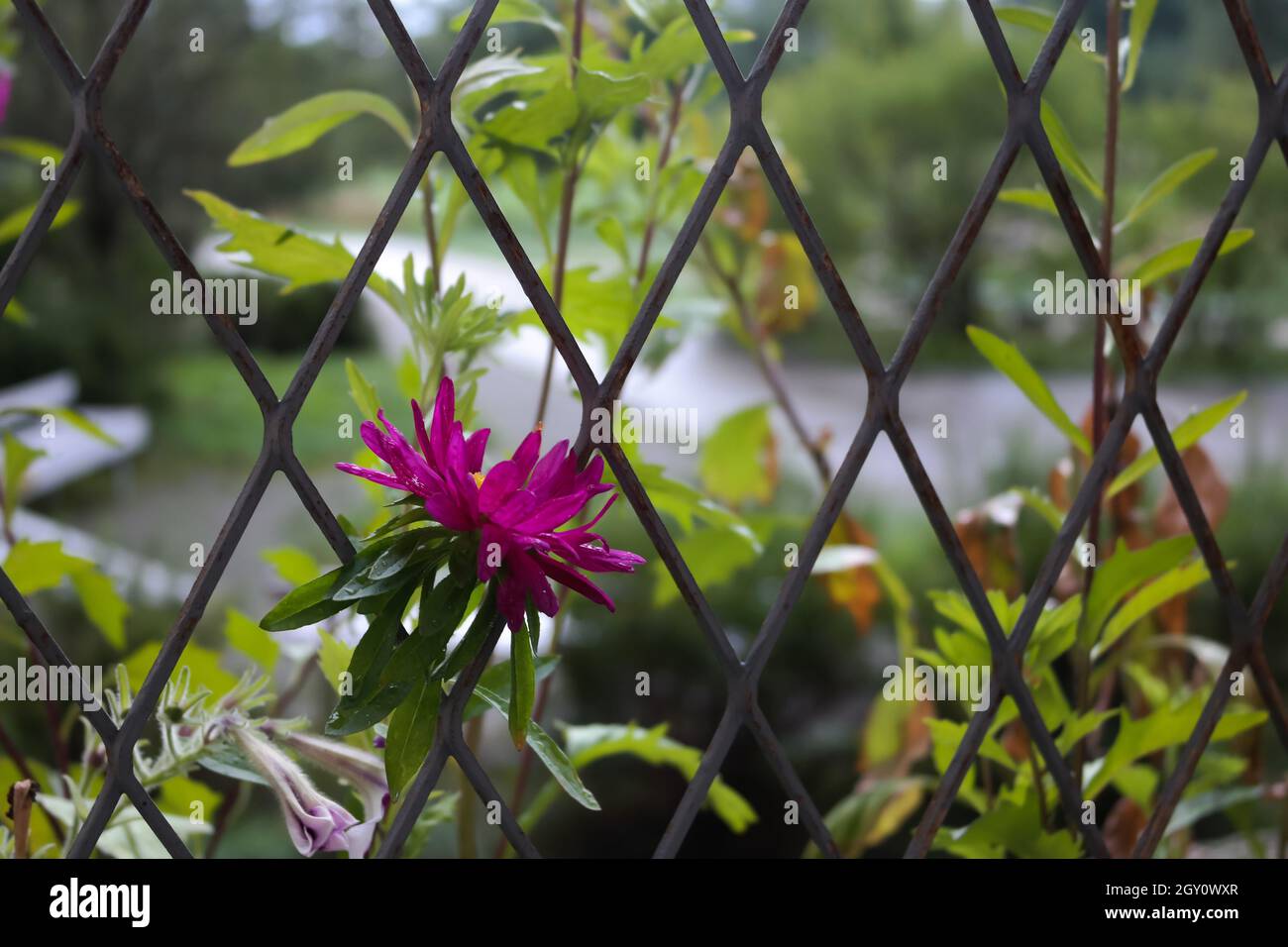 Beautiful pink flower growing behind a mesh in a garden Stock Photo - Alamy