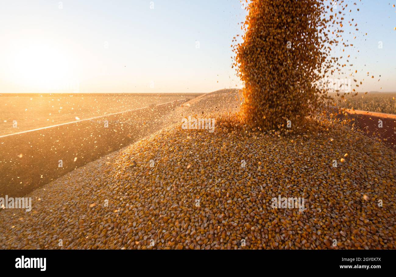 Grain auger of combine pouring corn into tractor trailer Stock Photo ...