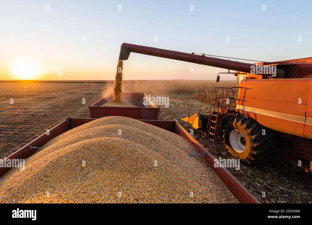Grain auger of combine pouring corn into tractor trailer Stock Photo ...
