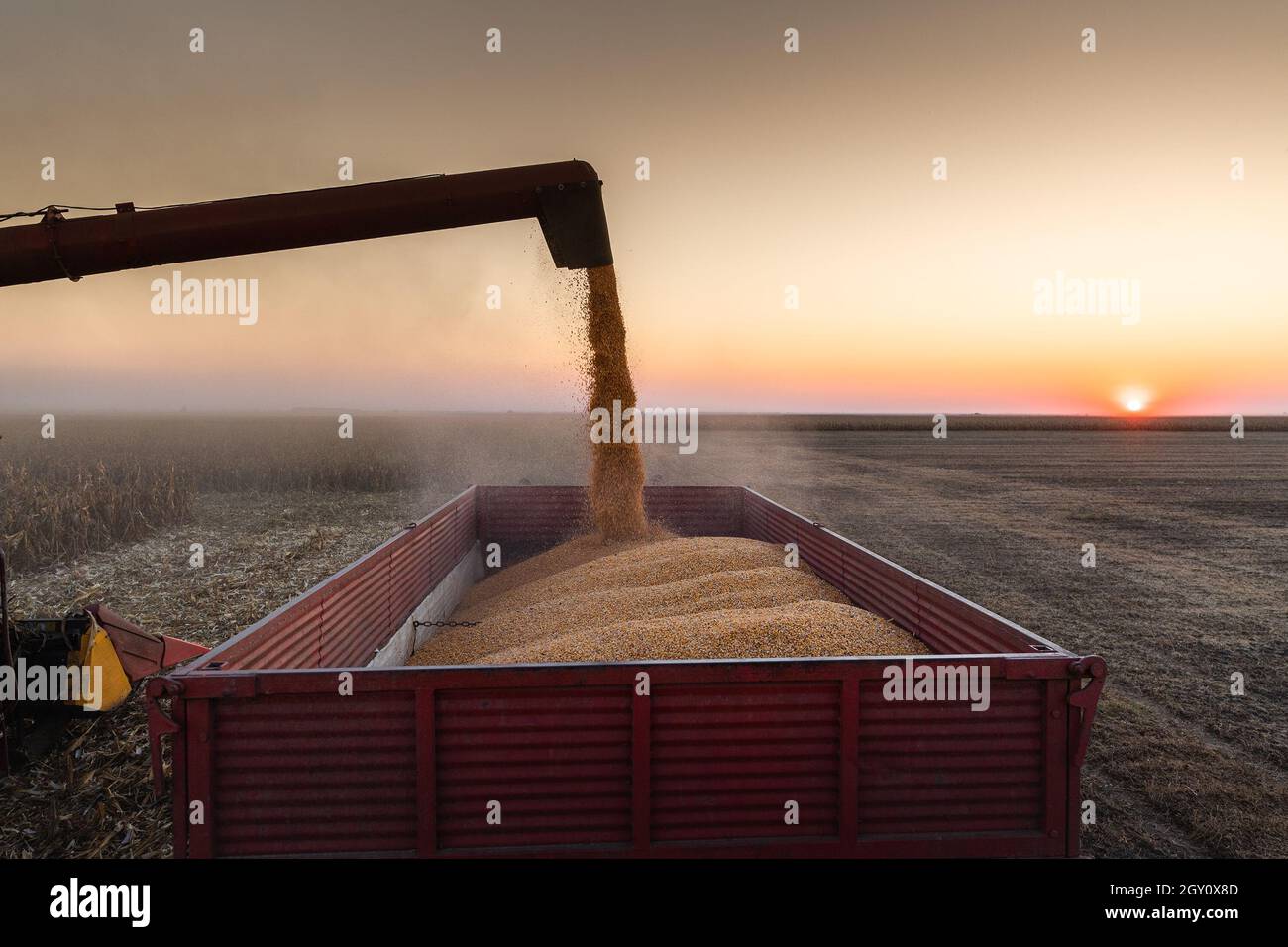 Grain auger of combine pouring corn into tractor trailer Stock Photo ...