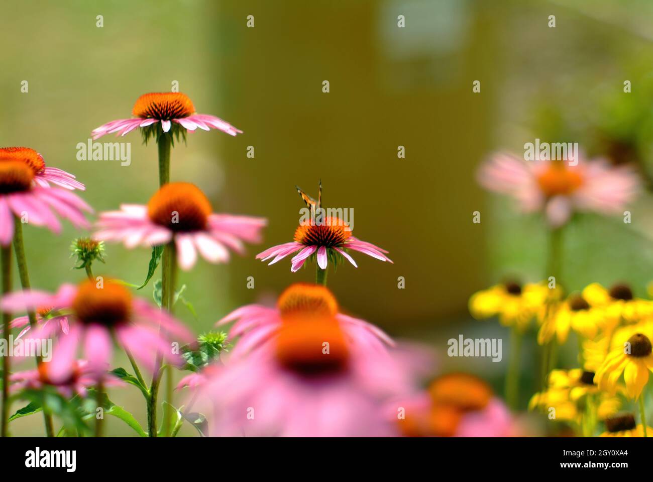 butterfly sits on a flower in the garden, lens Jupiter 9 Stock Photo ...