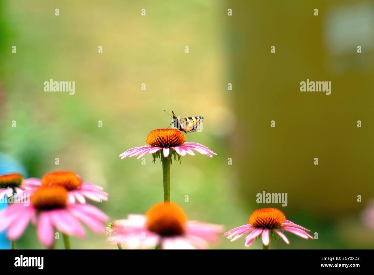 Jupiter sits hi-res stock photography and images - Alamy