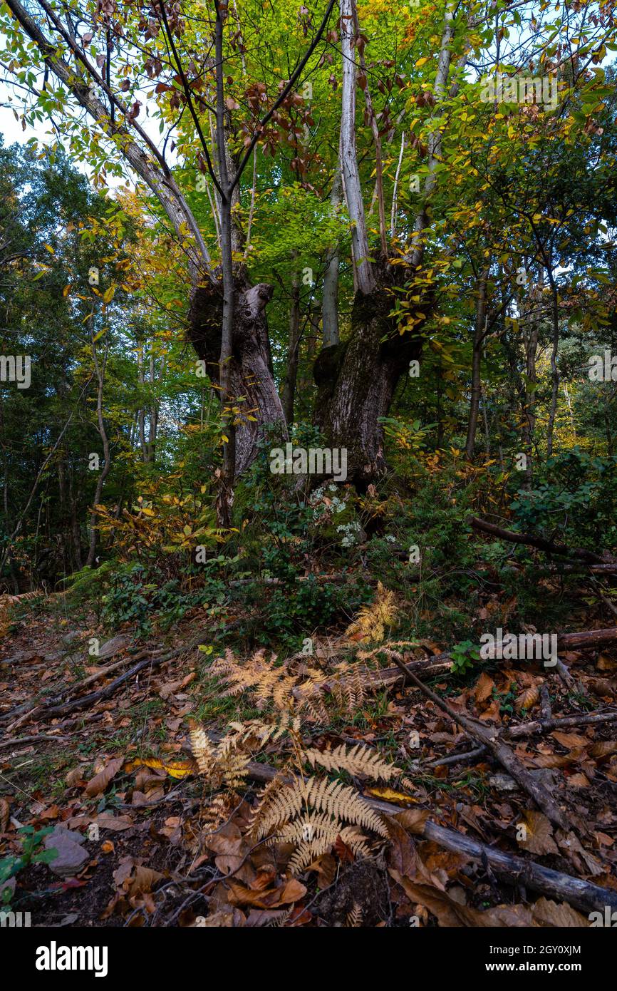 chestnut tree with trunk split in half in a v shape in the forest of ...