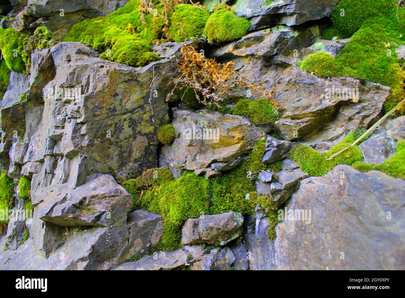 A rock overgrown with moss and grass in a detailed shot and nice ...