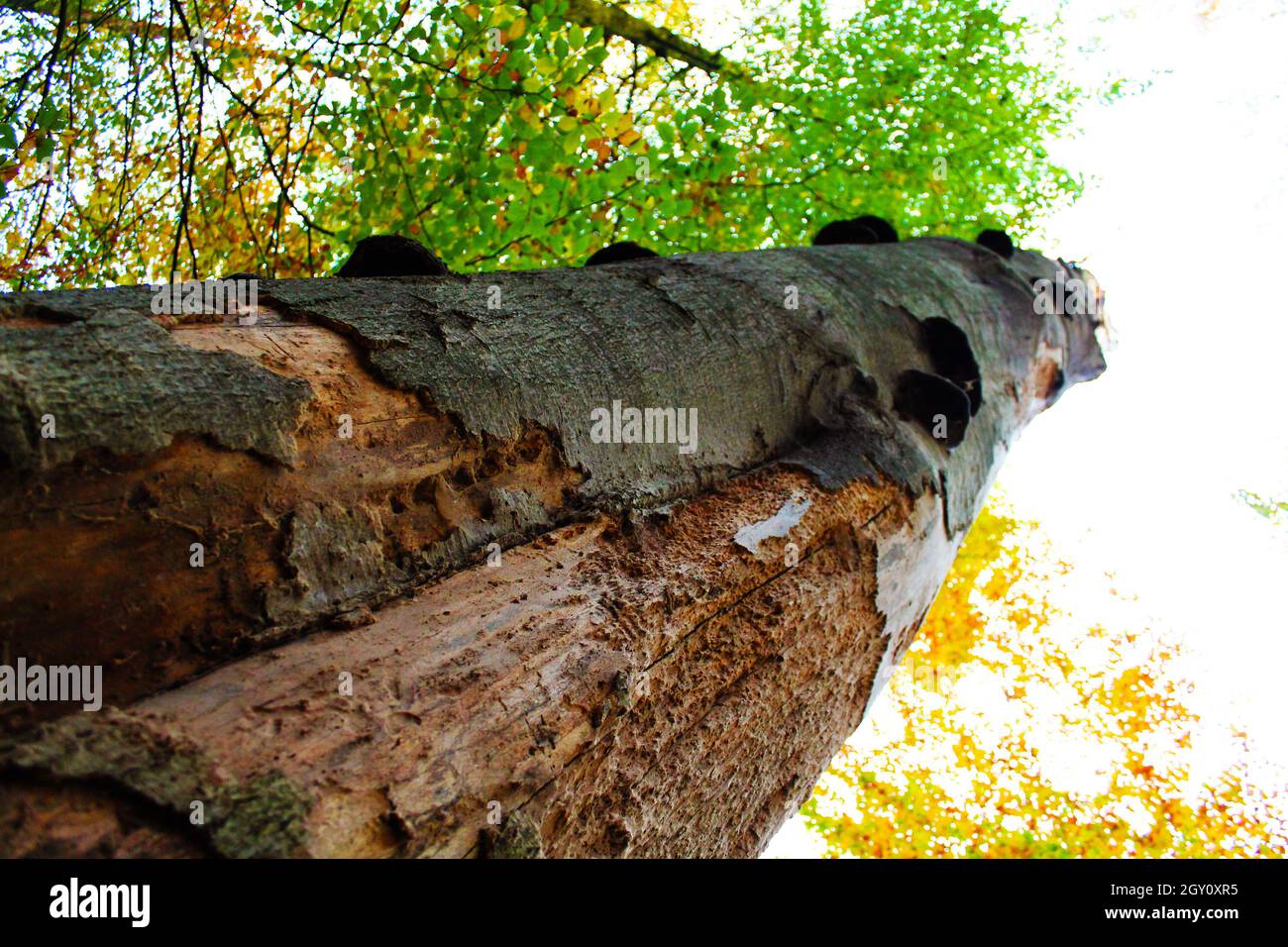Standing dying trees hi-res stock photography and images - Alamy