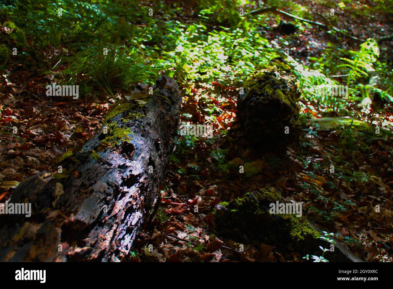 This picture shows a dead and rotten tree between leaves and moss and ...