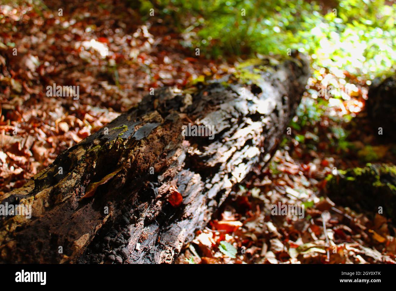This picture shows a dead and rotten tree between leaves and moss and ...
