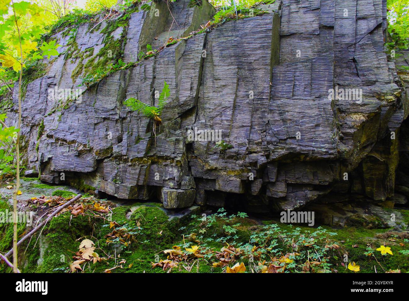 A overgrown rock among trees and plants Stock Photo - Alamy