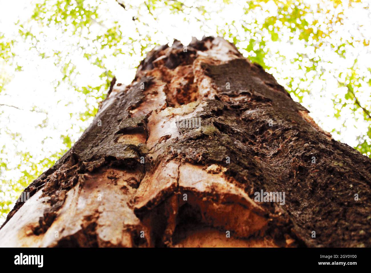 Standing dying trees hi-res stock photography and images - Alamy