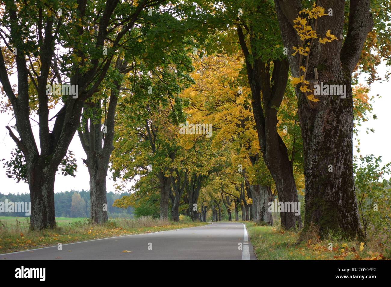 Tree lined road maple hi-res stock photography and images - Alamy
