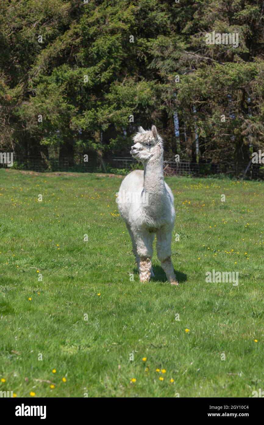 Woolly alpaca hi-res stock photography and images - Alamy