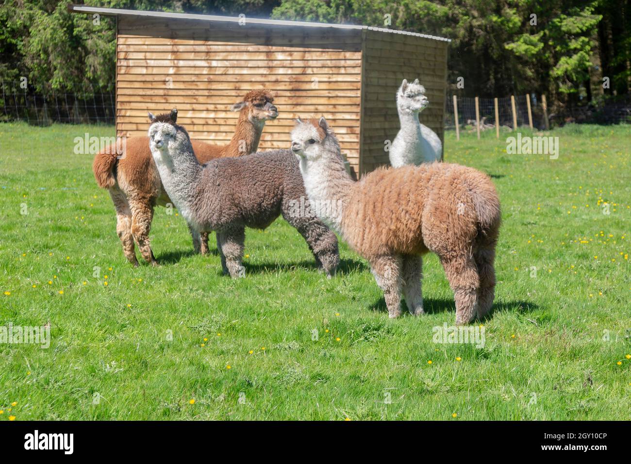 Woolly alpaca hi-res stock photography and images - Alamy