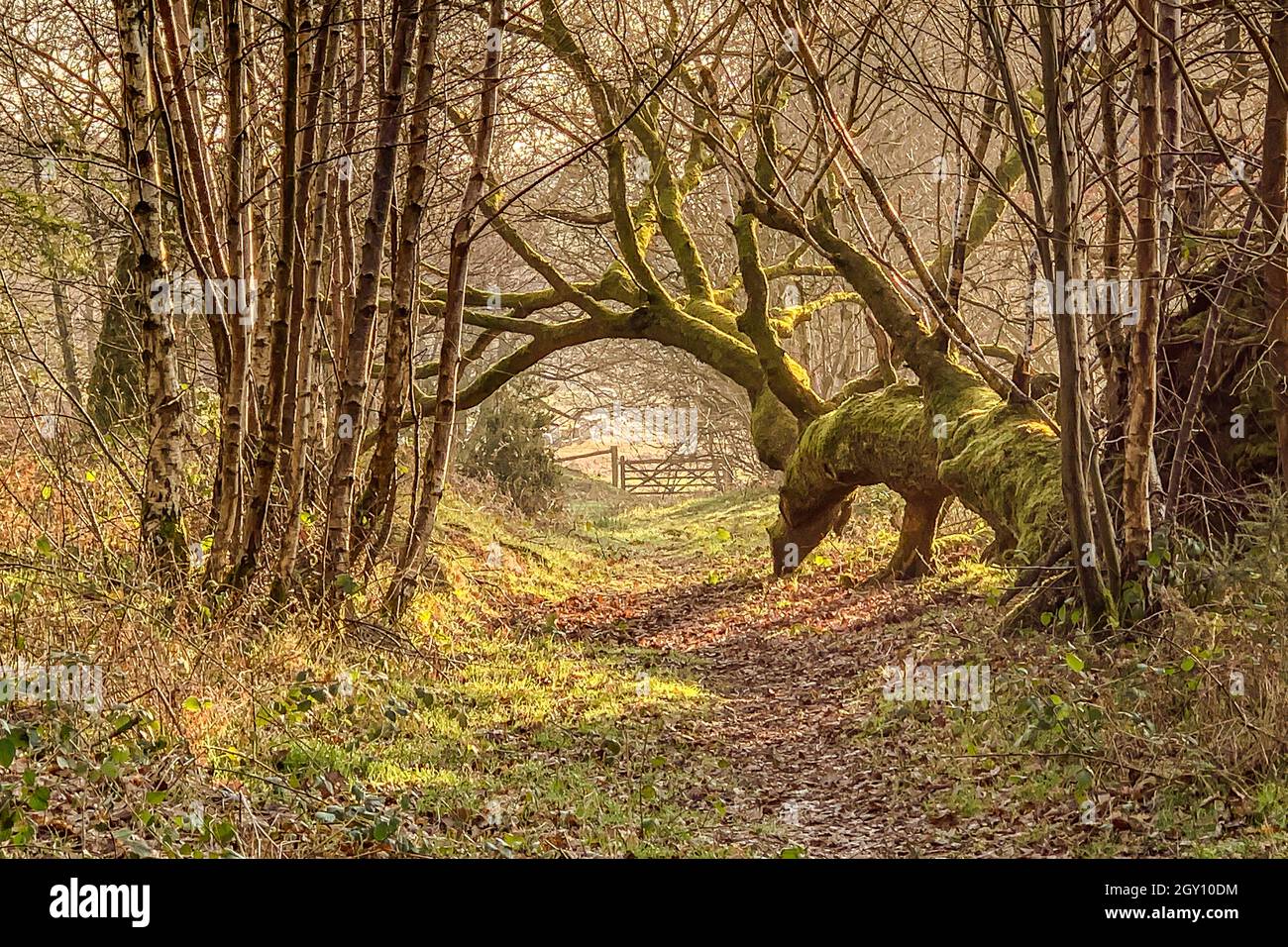 Oak tree arch hi-res stock photography and images - Alamy