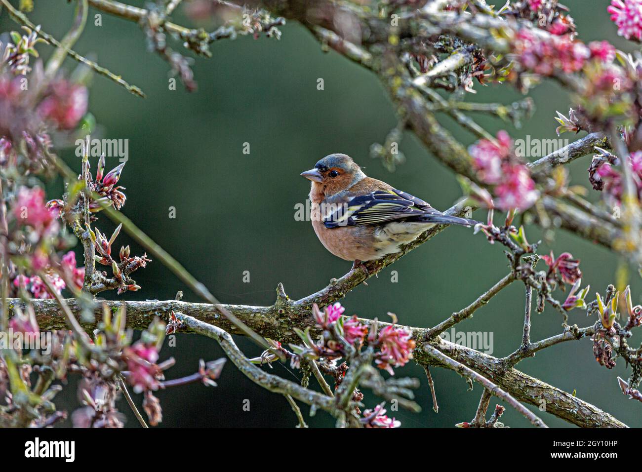 Life with birds hi-res stock photography and images - Alamy