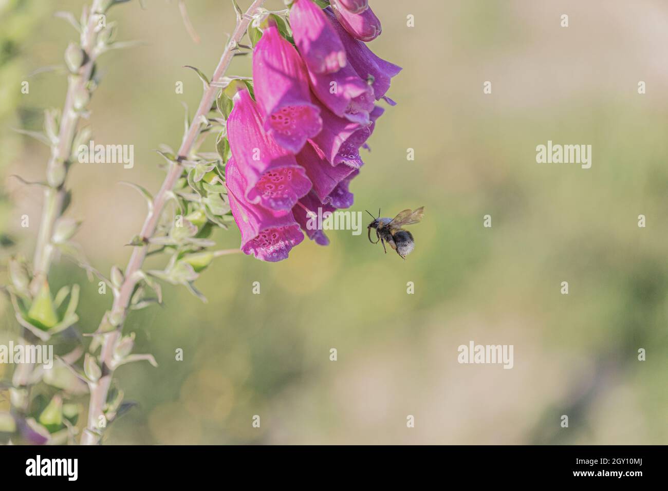 Foxglove and bee Stock Photo - Alamy