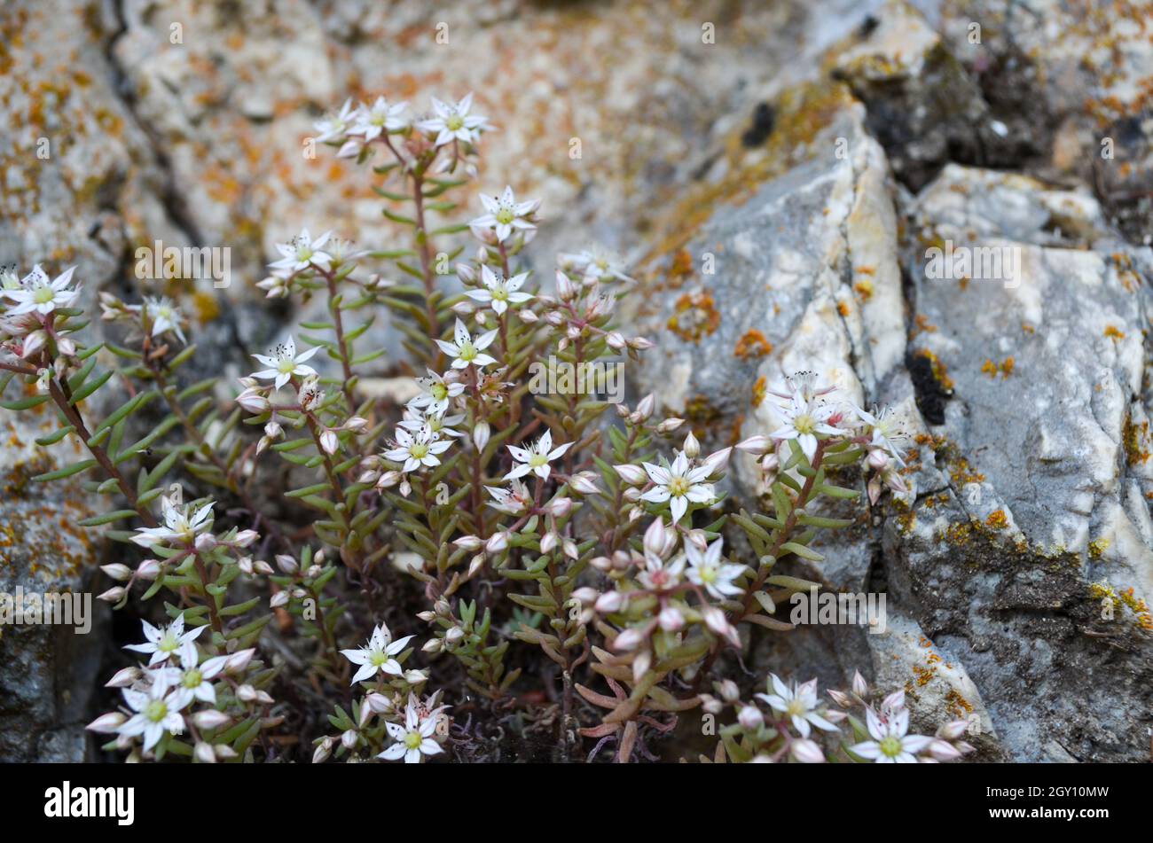 National flower of romania hi-res stock photography and images - Alamy