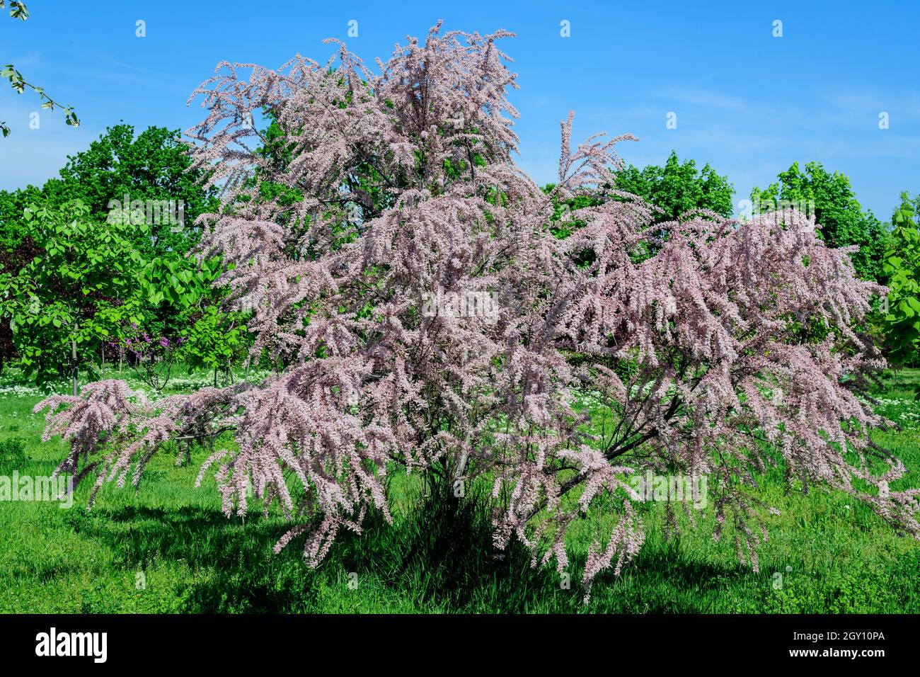 African tamarisk tree hi-res stock photography and images - Alamy