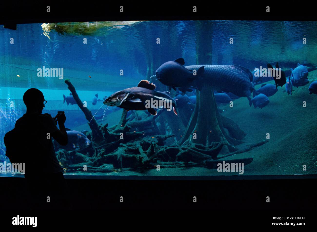 Science museum barcelona fish hi-res stock photography and images - Alamy