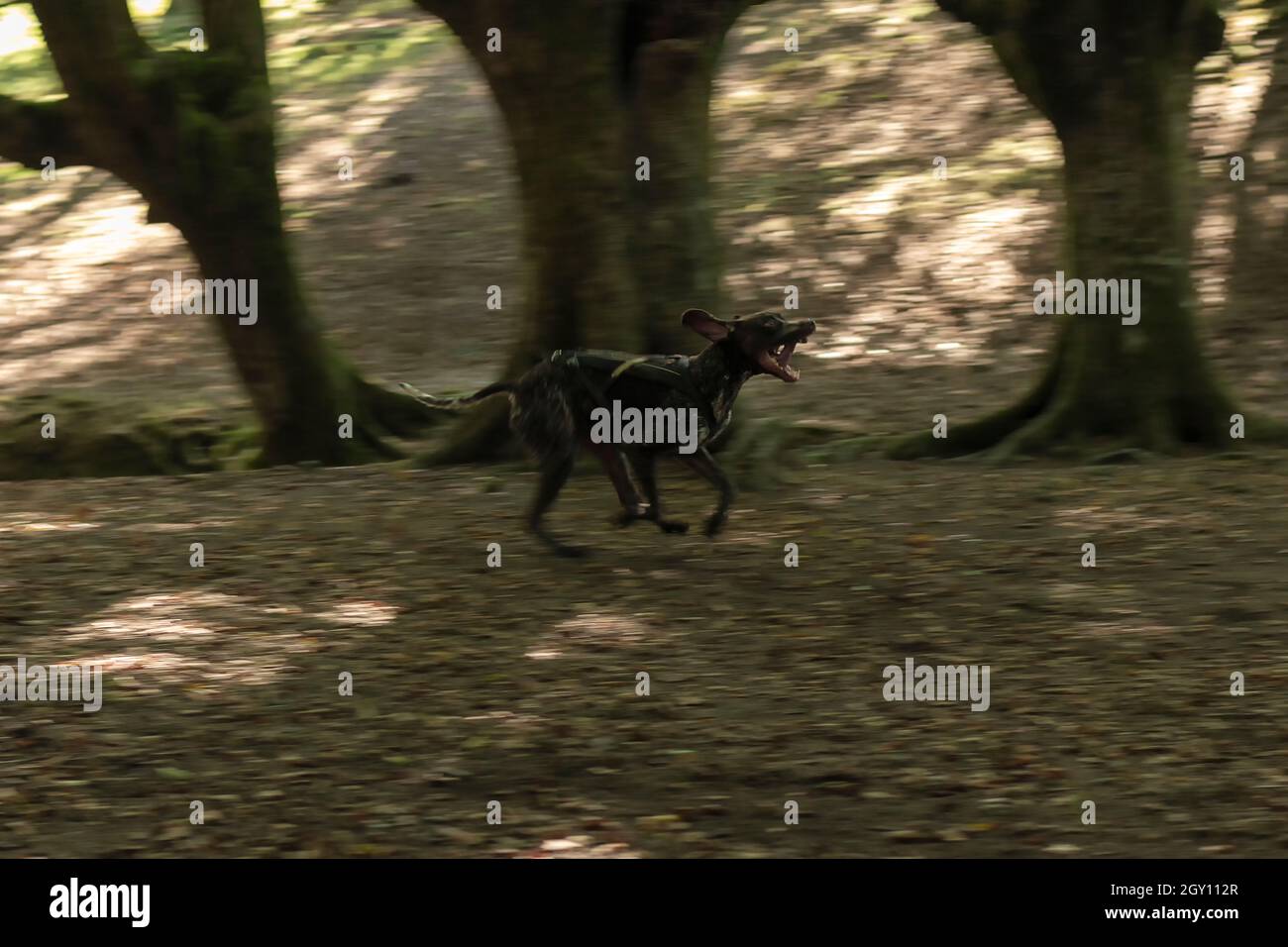 dog running through the forest very happy Stock Photo - Alamy