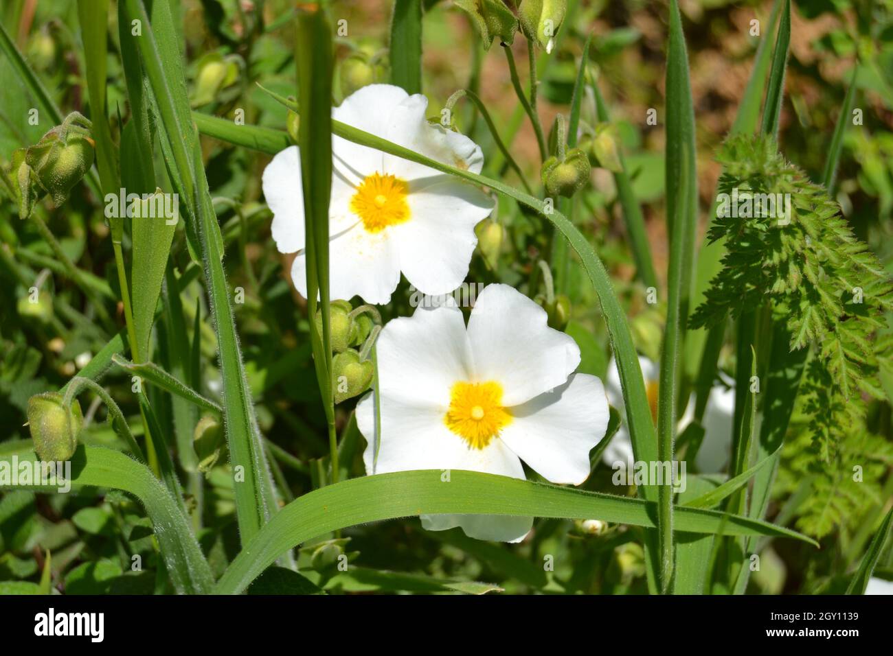 Gallipoli rose hi-res stock photography and images - Alamy