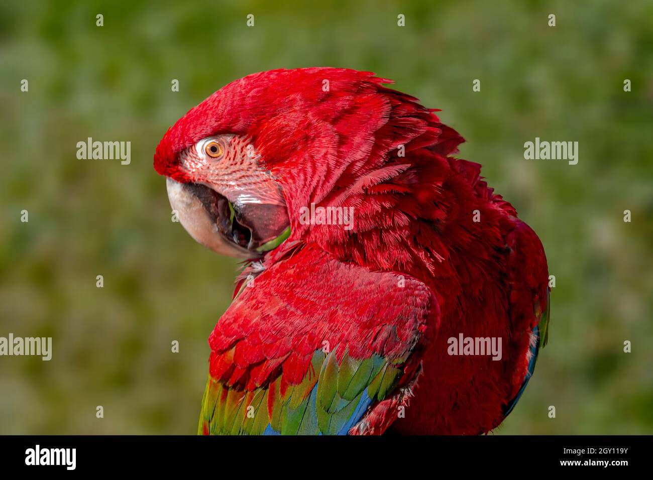 Aviary parrot hi-res stock photography and images - Alamy