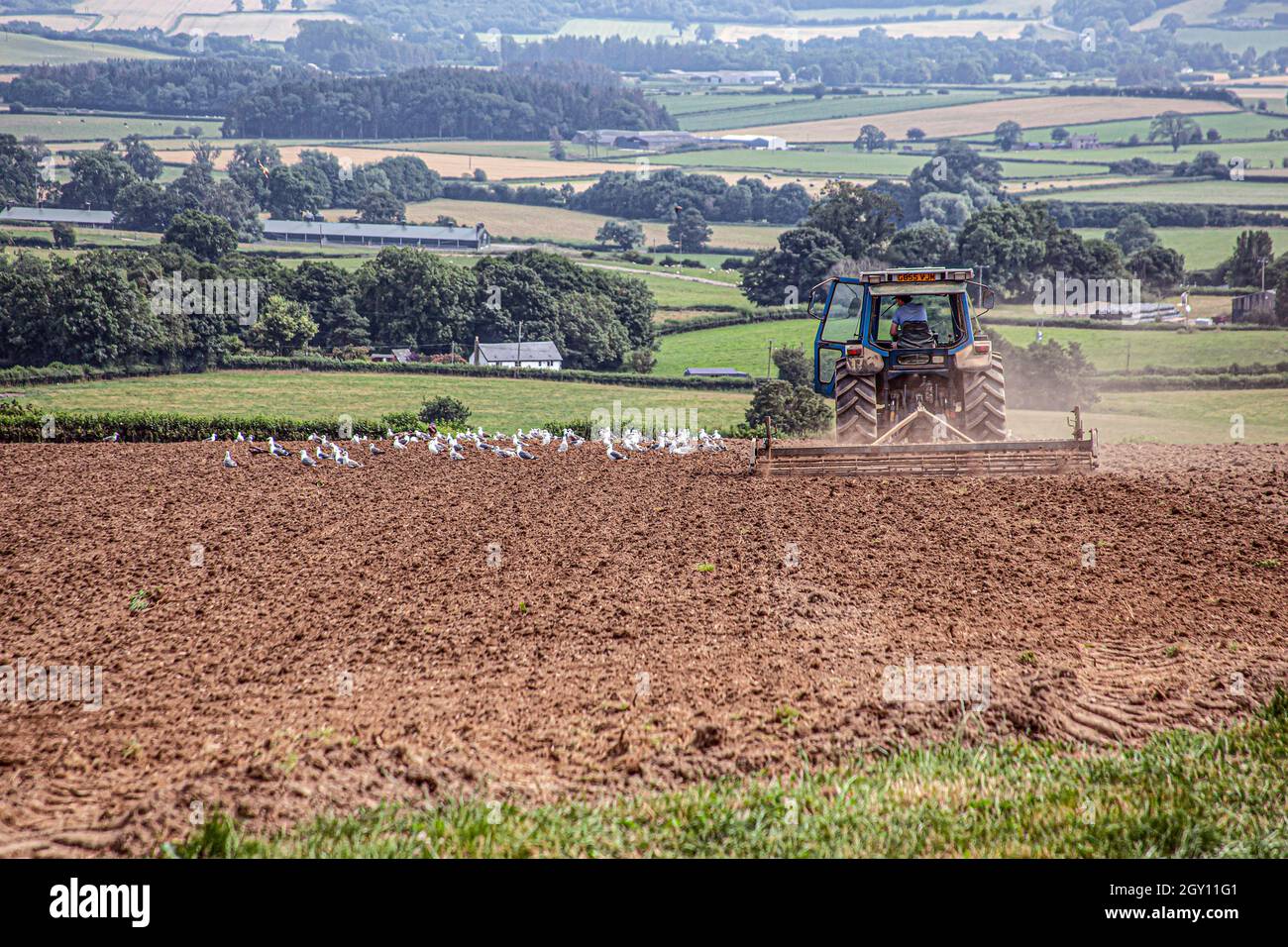 Ploughing field with seagulls Stock Photo - Alamy