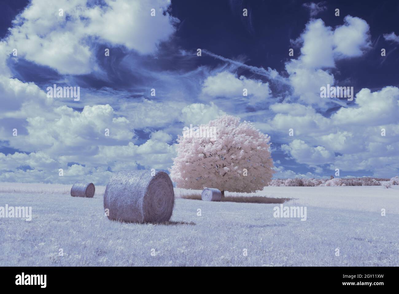Infrared landscape with glowing white vegetation using 720nm filter ...