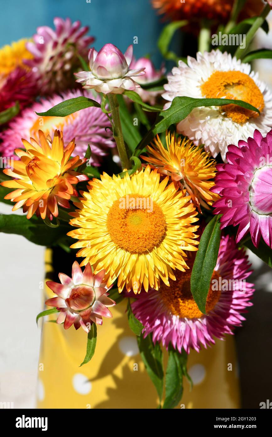 Australian native bouquet hi-res stock photography and images - Alamy