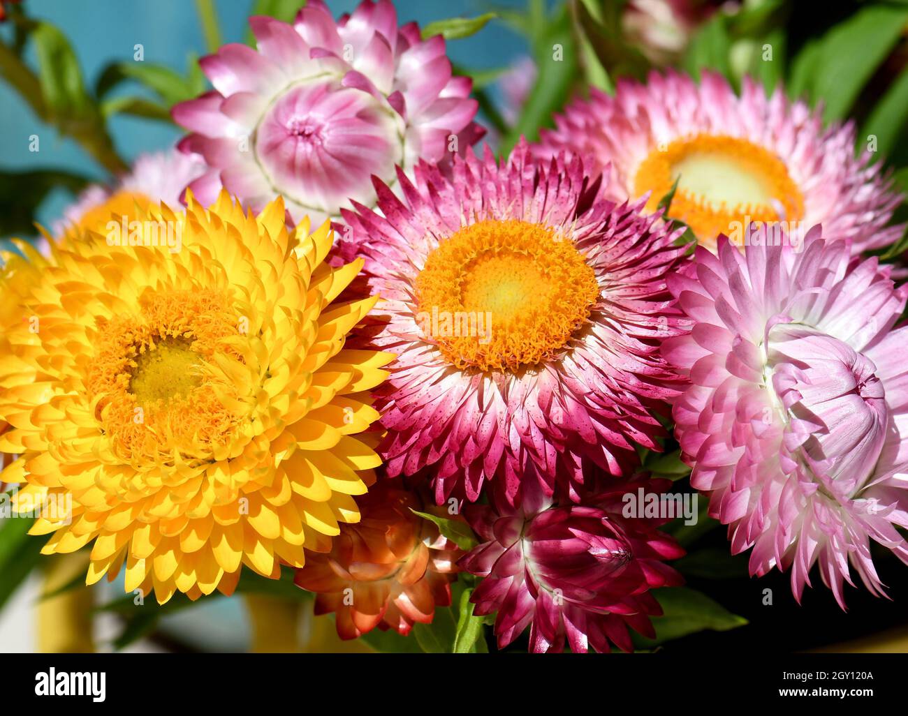 Australian native bouquet hi-res stock photography and images - Alamy