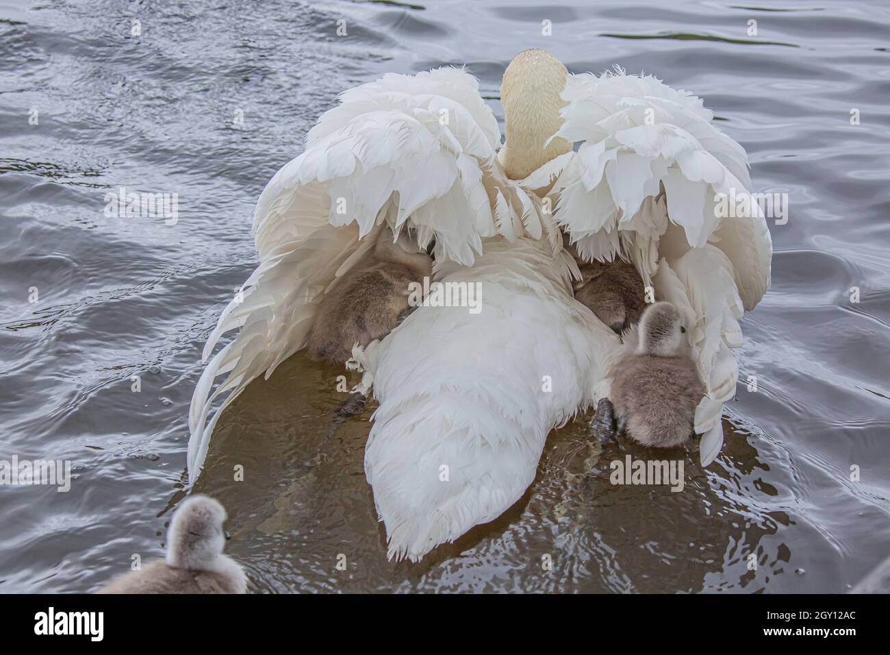 Cygnets under mothers wing hi-res stock photography and images - Alamy