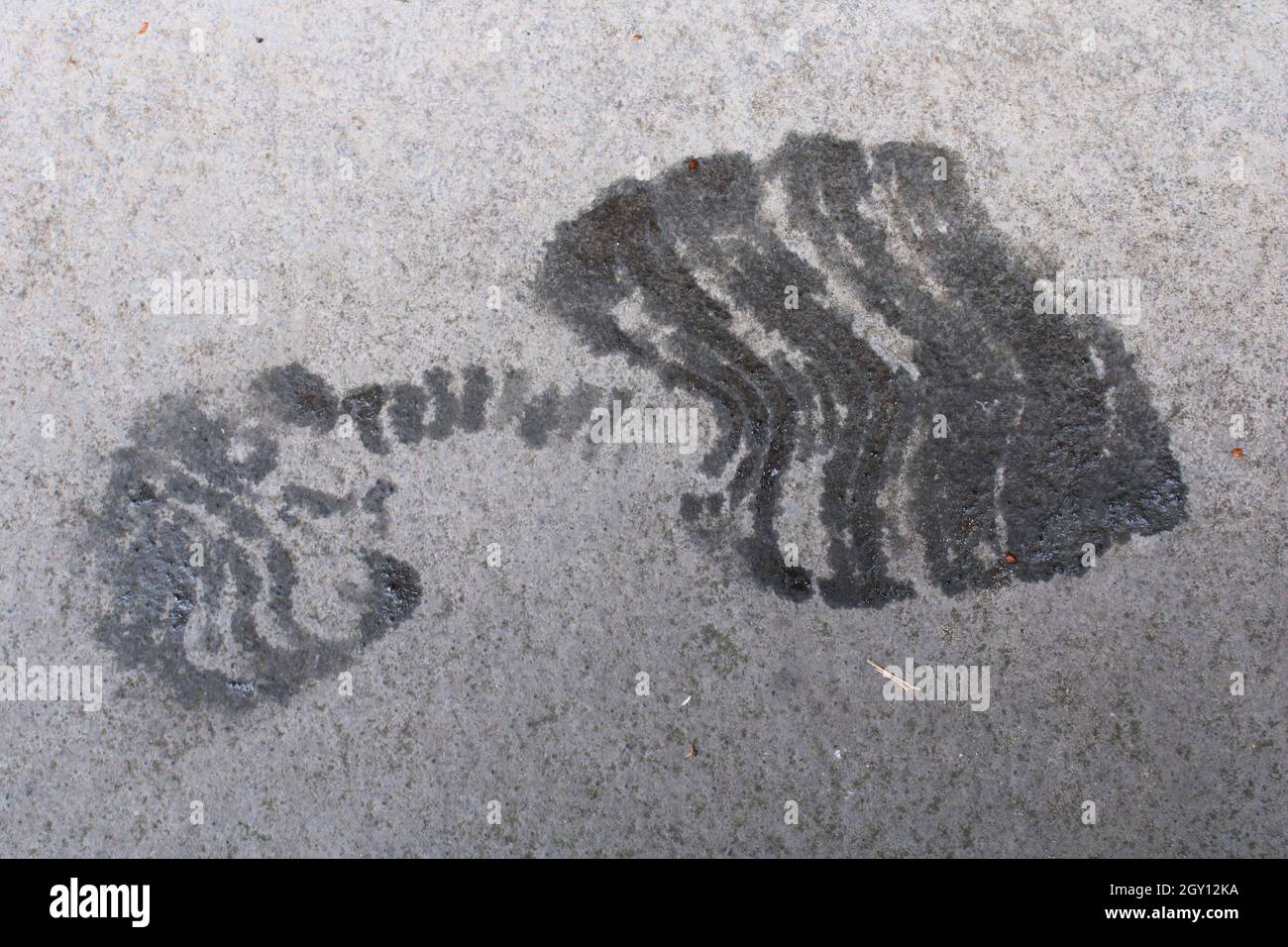 Carbon footprint concept. Wet shoe print that resembles a fossil spinal ...