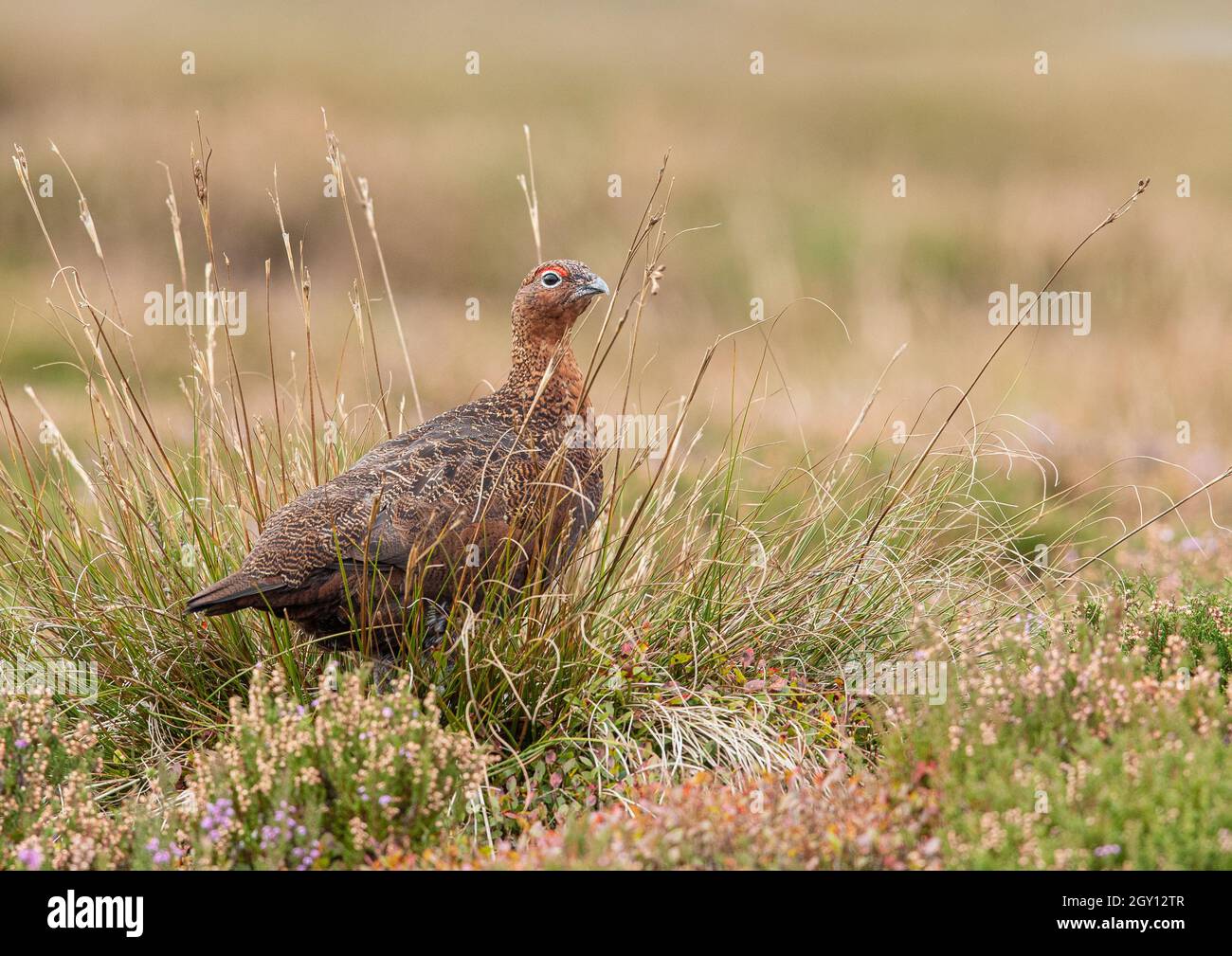 A Male Red Grouse ((Lagopus lagopus scotica) standing proud, in a grass ...