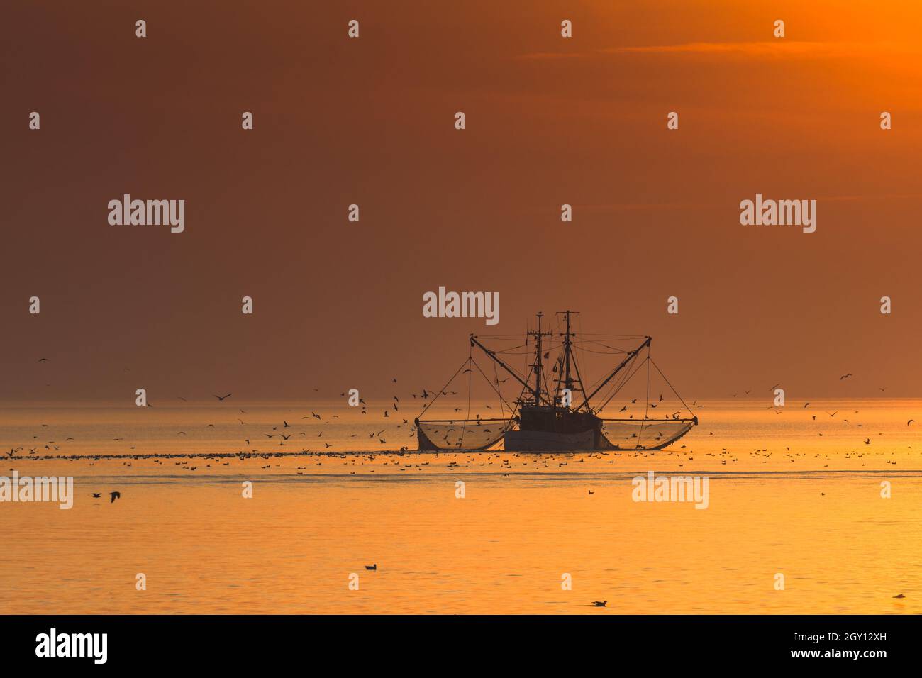 Trawler with dragnet fishing in the Wadden Sea at sunset, Buesum, North ...