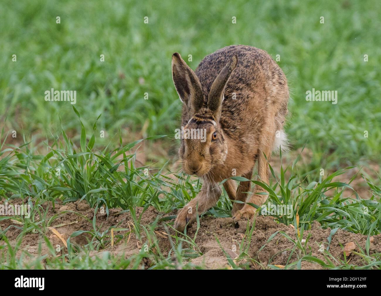 A Brown Hare using his huge back feet to travel across the farmers ...