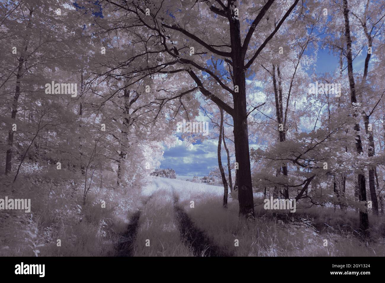 infrared photography - surreal ir photo of landscape with trees under ...