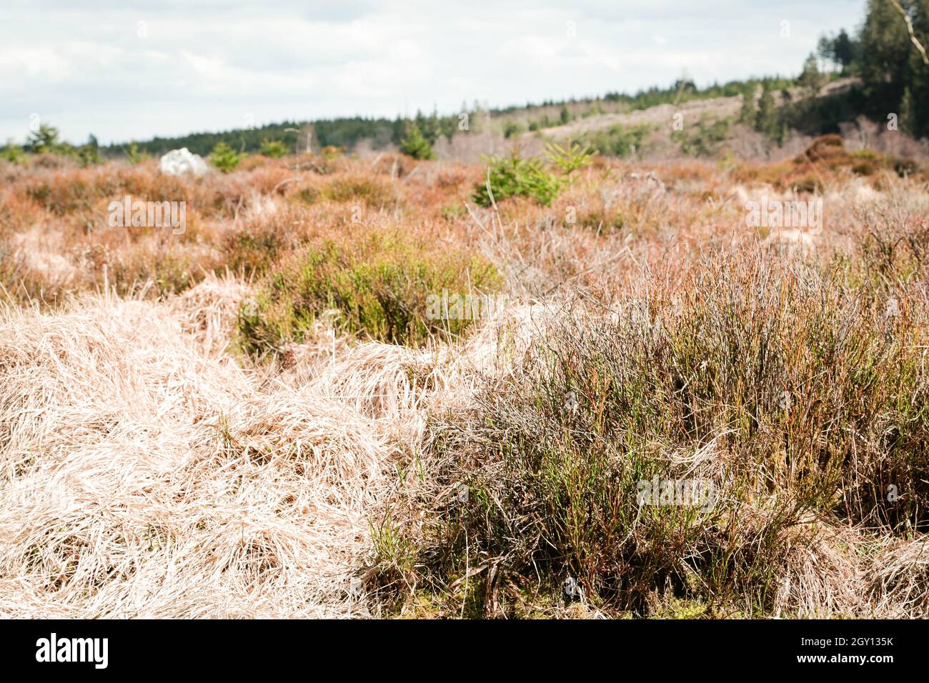 The High Fens, Hoge Venen, Belgium, Signal Van Botrange Stock Photo - Alamy