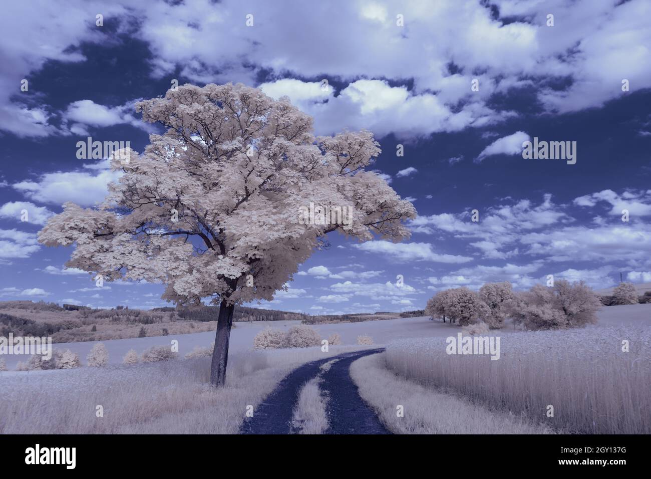 Infrared landscape with glowing white vegetation using 720nm filter ...