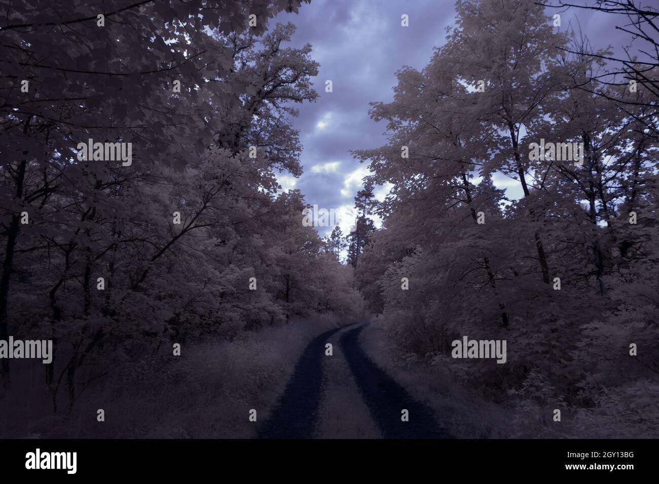 Infrared landscape with glowing white vegetation using 720nm filter ...