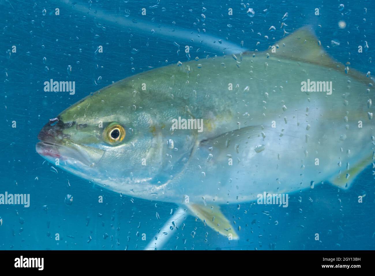 A water tank that stores live fish in a sushi restaurant Stock Photo ...